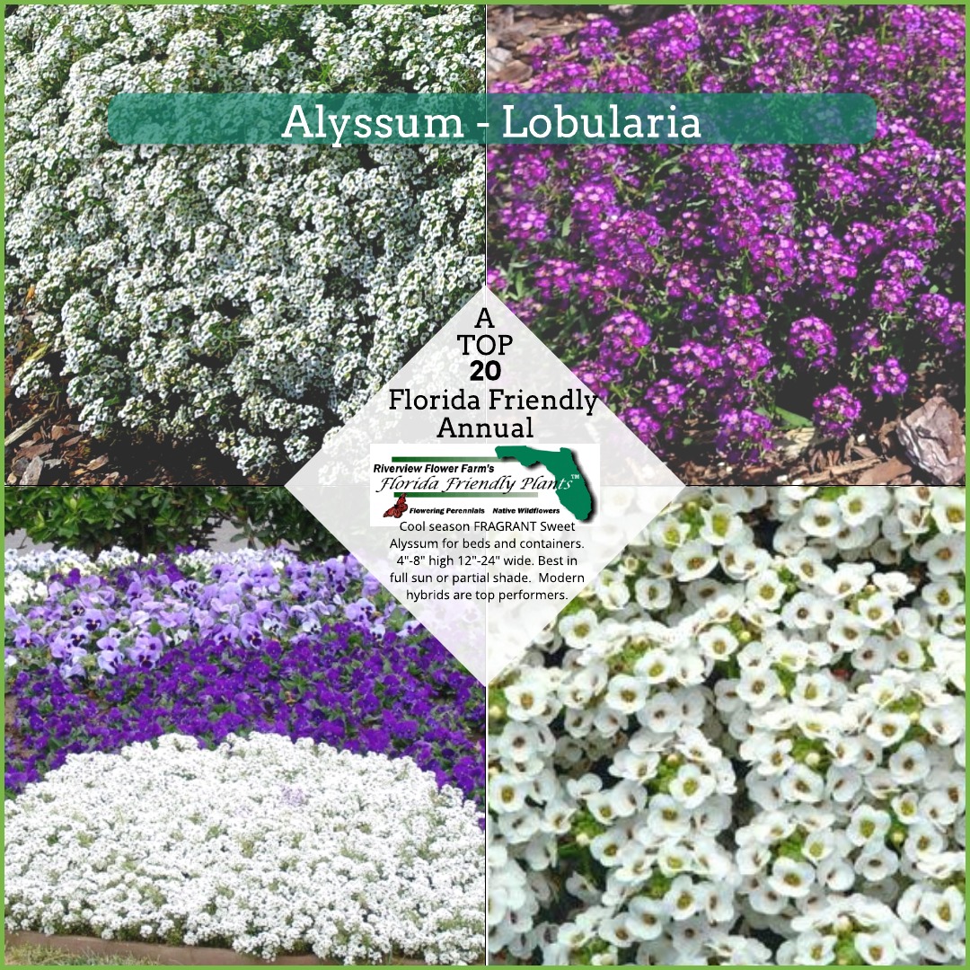 Alyssum Lobularia – Florida Friendly Plants