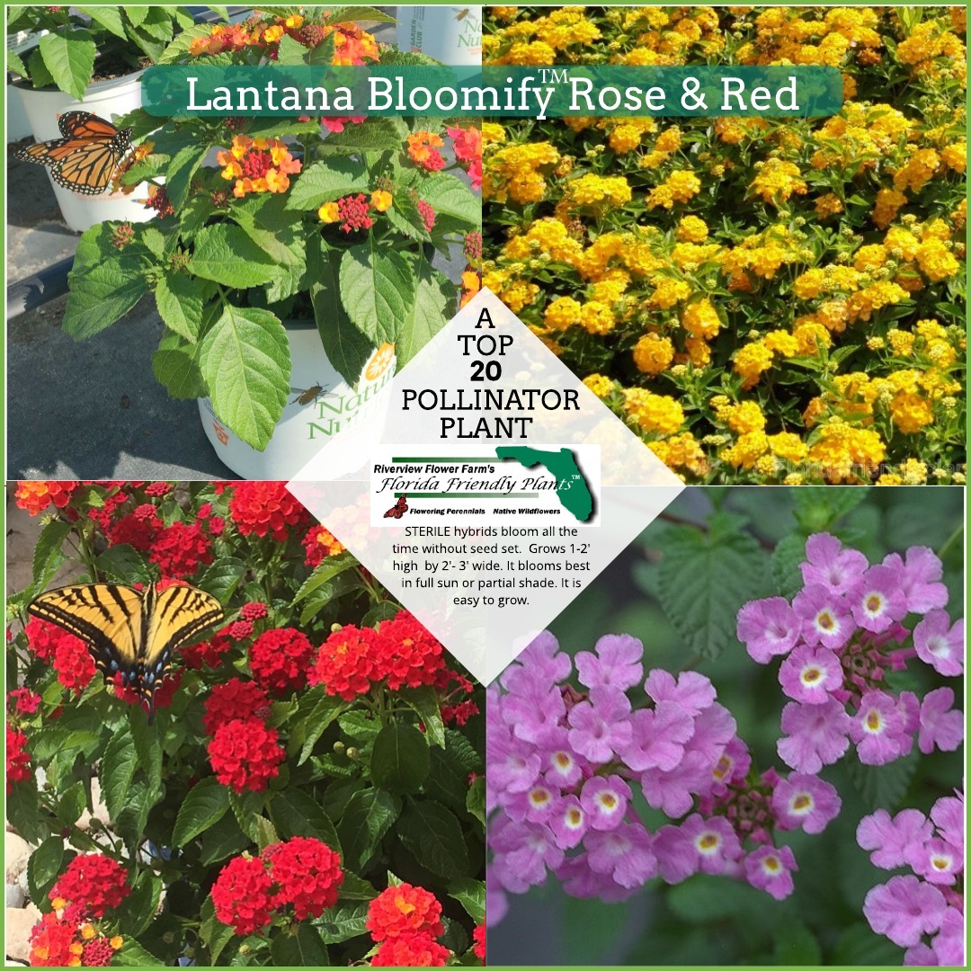 Lantana – Florida Friendly Plants