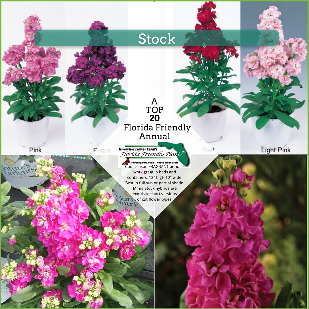 Mime Stock – Florida Friendly Plants